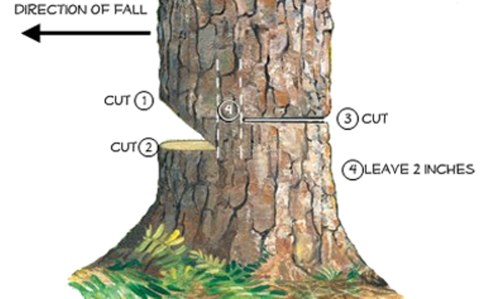 Hirepool | Using a Chainsaw - Everything You Should Know